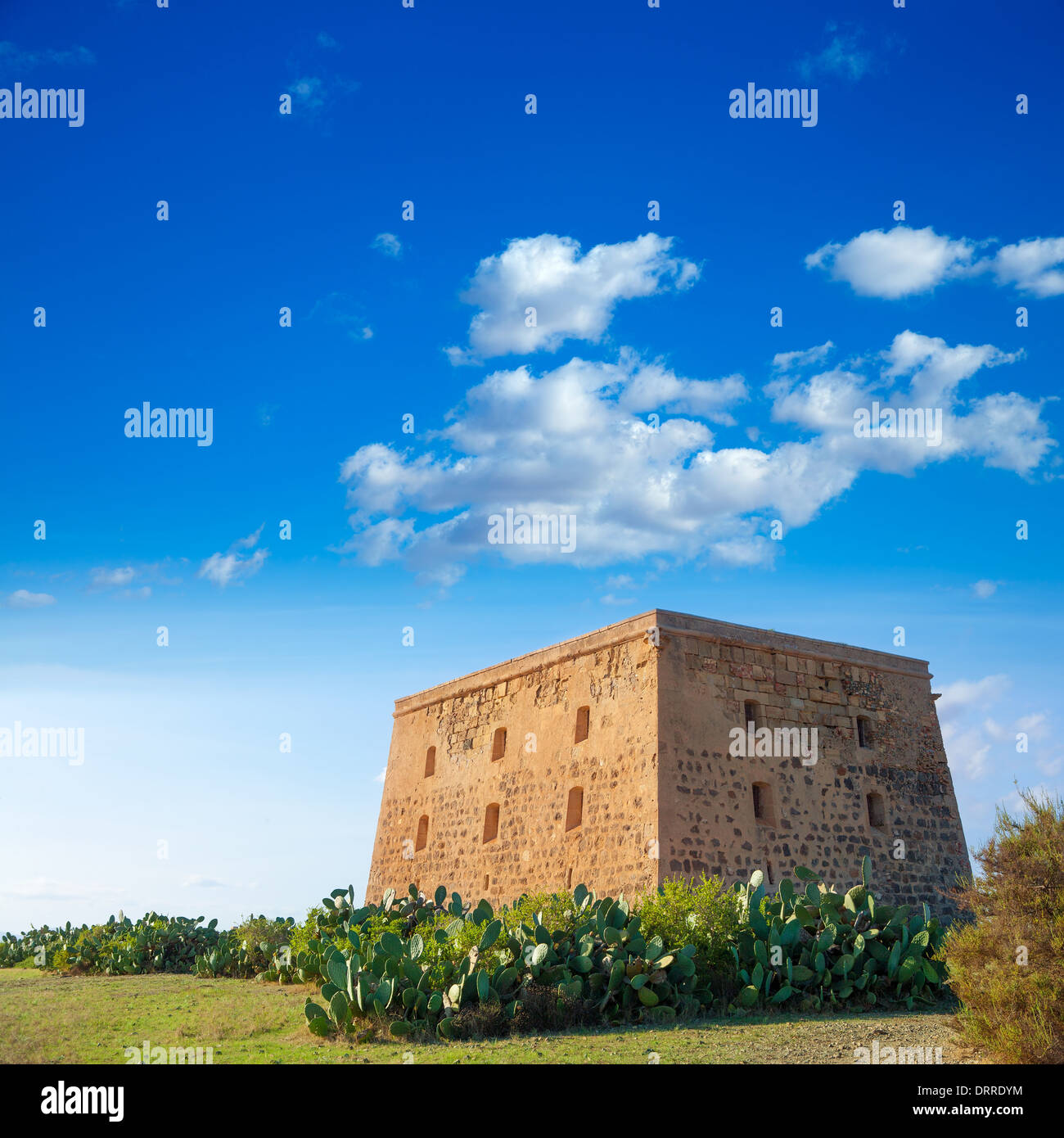 Torre de cactus hi-res stock photography and images - Alamy