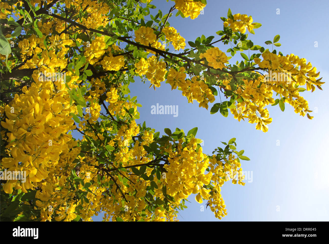 Bright yellow laburnum bush in spring time Stock Photo - Alamy