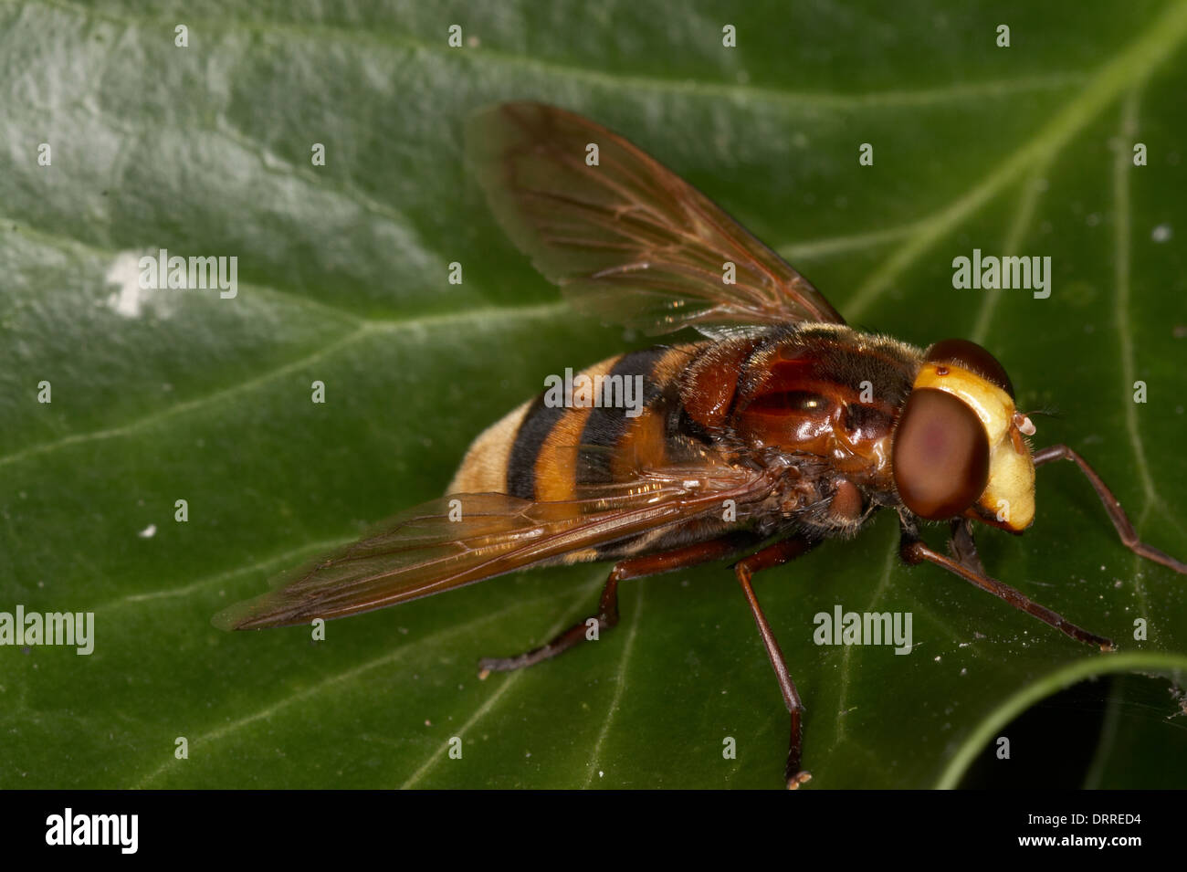 Hornet mimic, Hoverfly, Volucella zonaria Stock Photo - Alamy