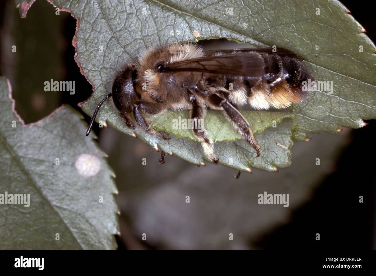 Megachile nest hi-res stock photography and images - Alamy