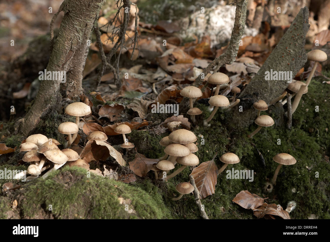 Fungus, Psathyrella obtusata Stock Photo - Alamy