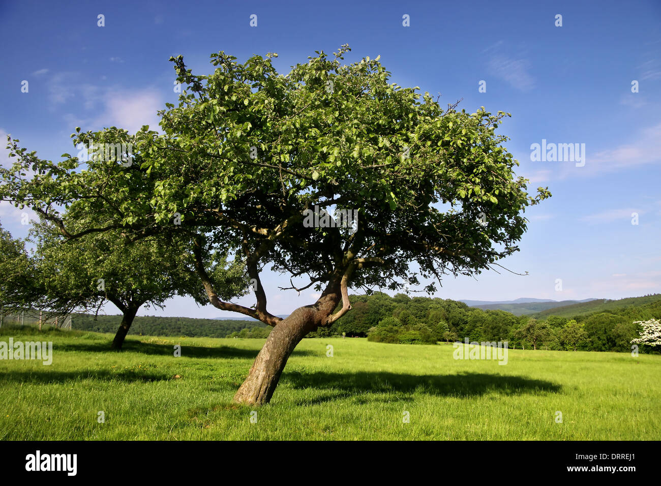 Old fruit tree in Orchard in summer time in Germany Stock Photo - Alamy