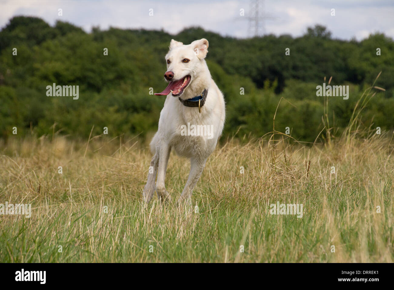 Dog exercise field hi-res stock photography and images - Alamy