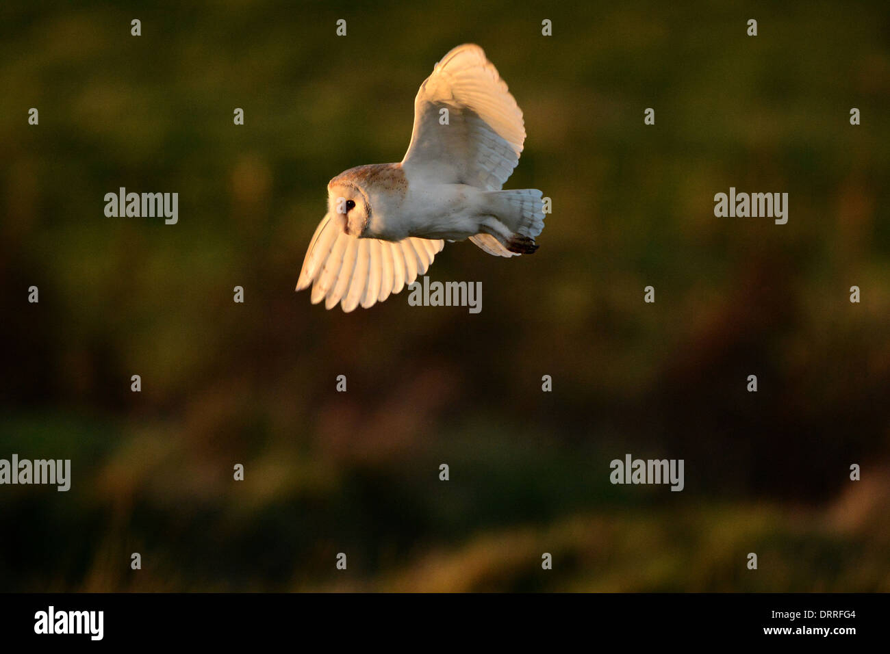 Over hunting hi-res stock photography and images - Alamy