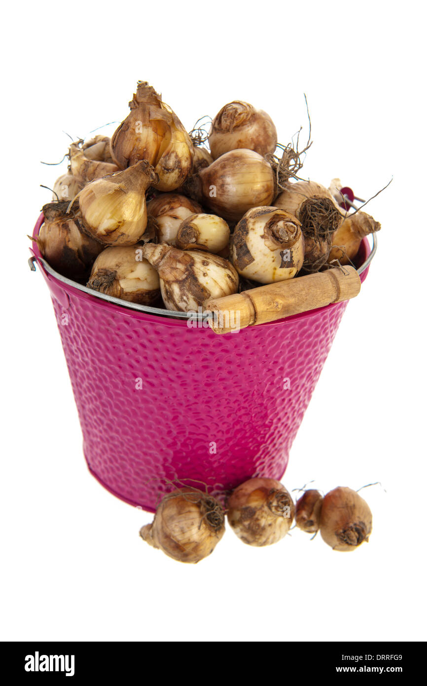 Flower bulbs in pink bucket isolated over white background Stock Photo ...