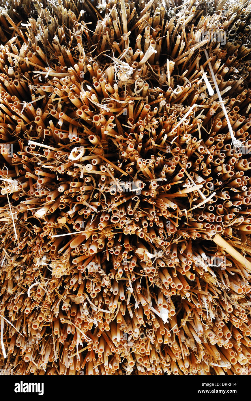 Thatch background of straw stems cut Stock Photo - Alamy