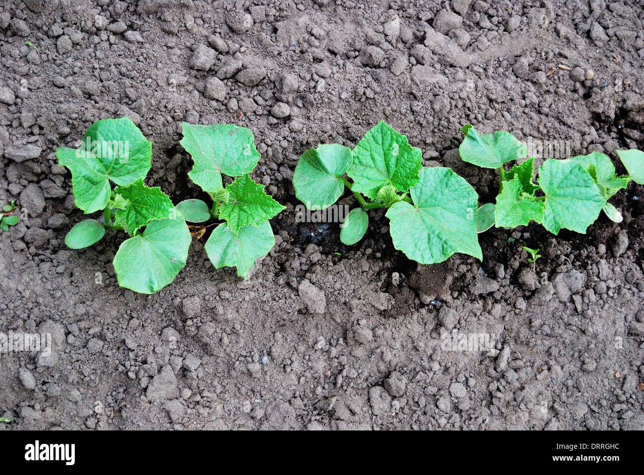 Seedbed plants hi-res stock photography and images - Alamy