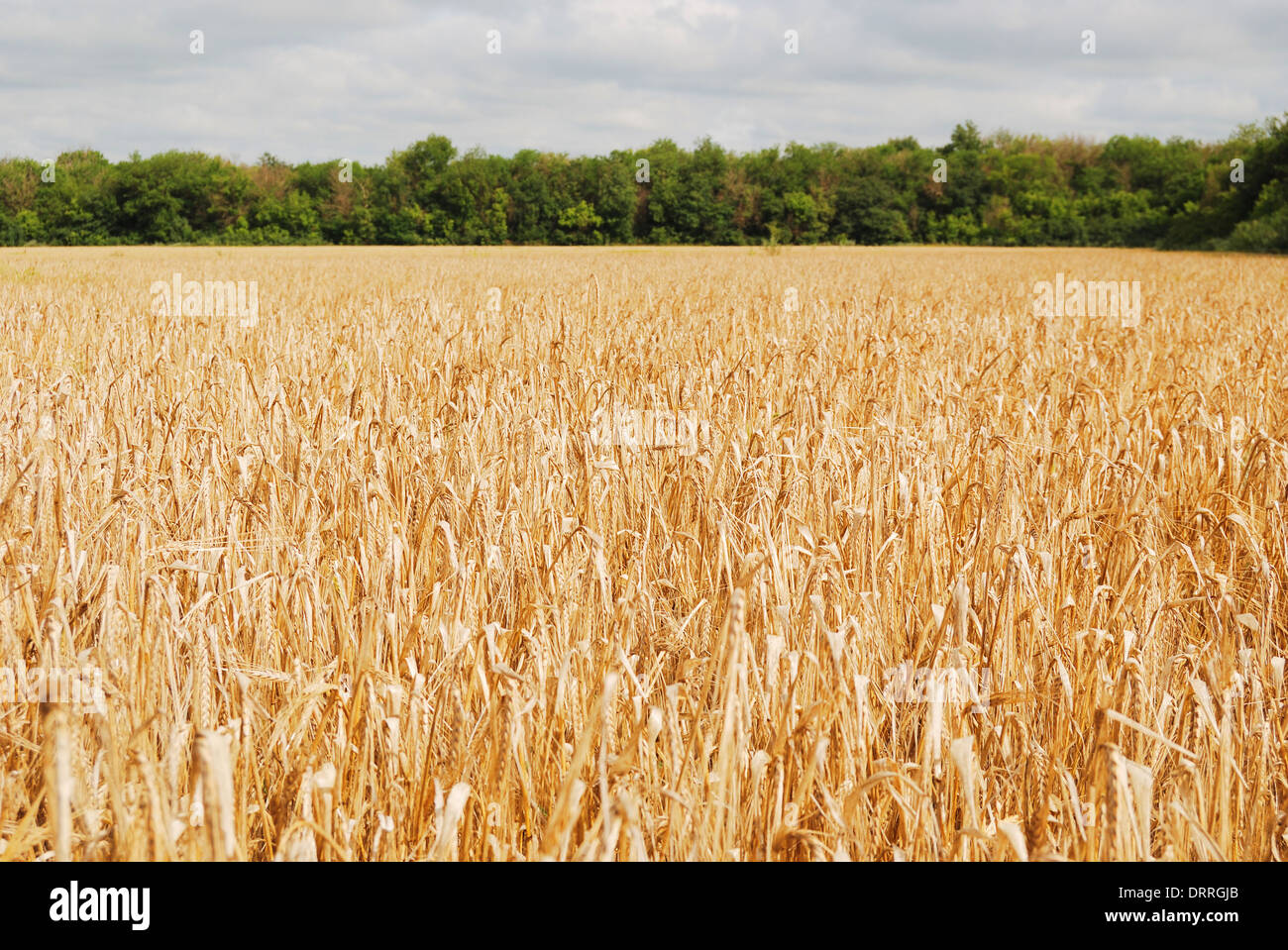 Gold field stretching far away Stock Photo - Alamy