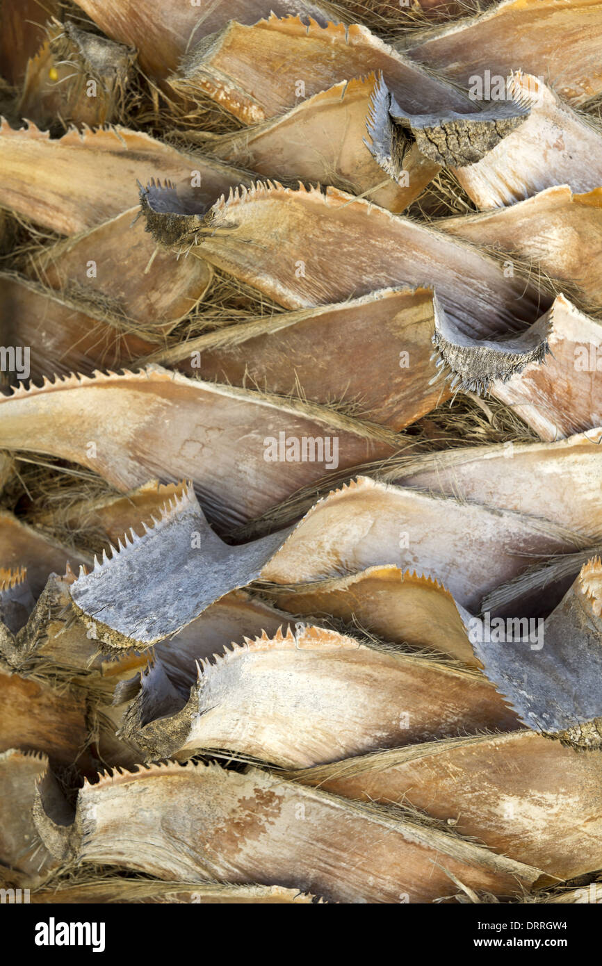 Texture of palm tree Stock Photo - Alamy