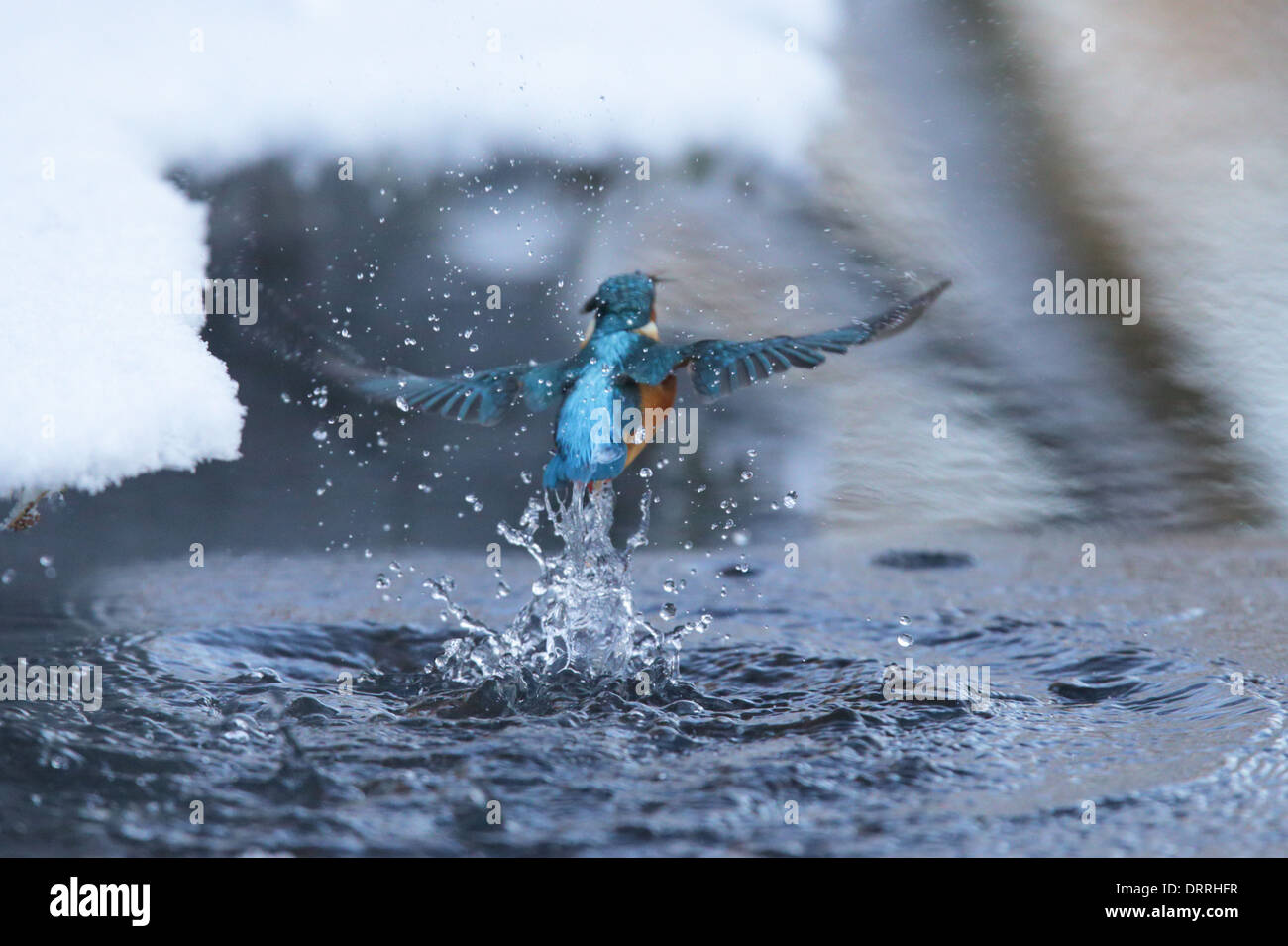 Adult emerging from water hi-res stock photography and images - Alamy