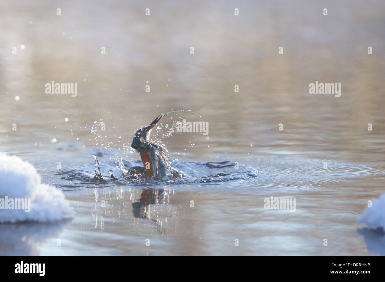 Adult emerging from water hi-res stock photography and images - Alamy