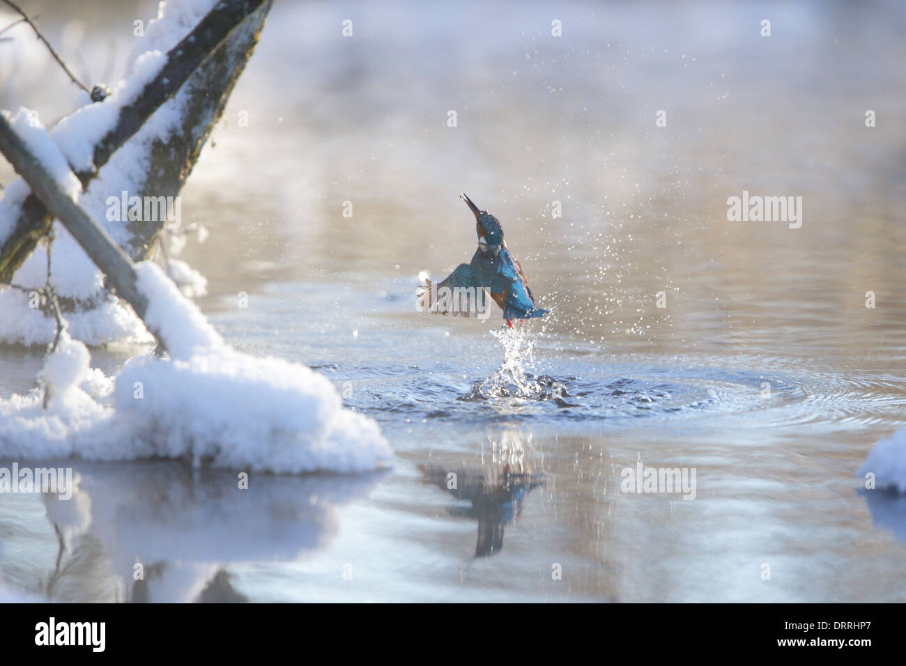 Adult emerging from water hi-res stock photography and images - Alamy