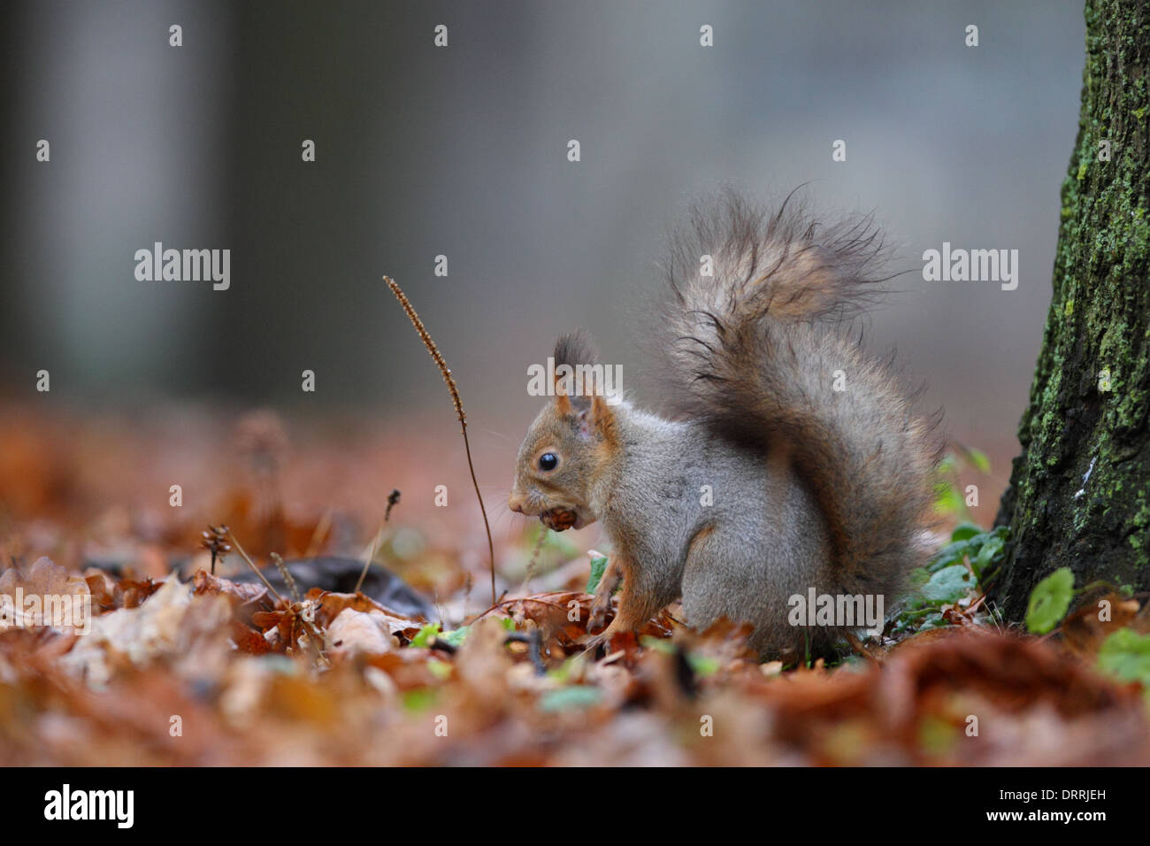Wild Red squirrel (Sciurus vulgaris) with oak tree acorn Stock Photo ...