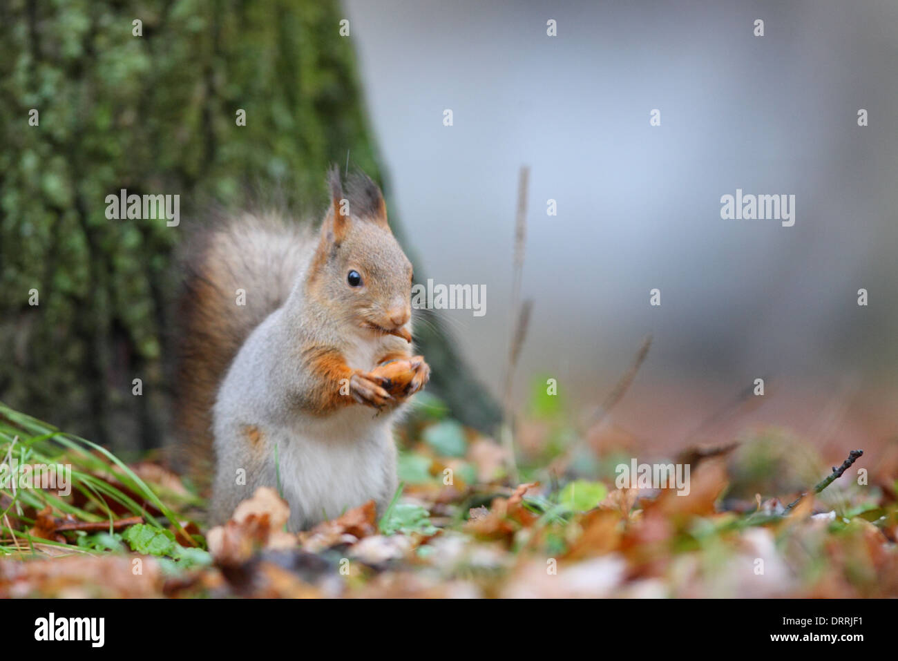 Squirrel with acorn hi-res stock photography and images - Alamy