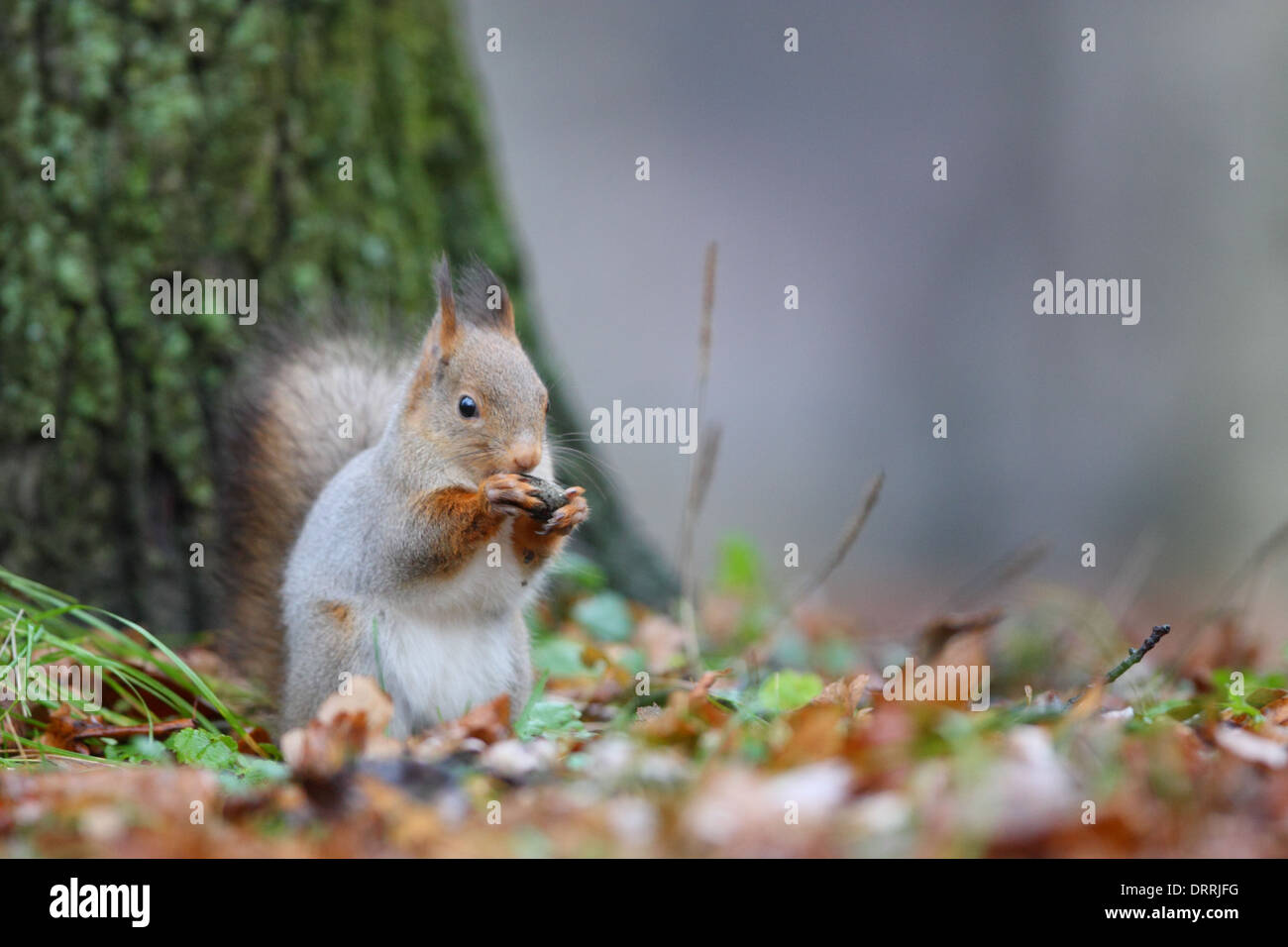 Wild Red squirrel (Sciurus vulgaris) with oak tree acorn Stock Photo ...