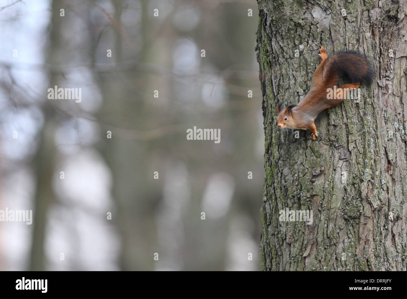 Wild Red squirrel (Sciurus vulgaris Stock Photo - Alamy