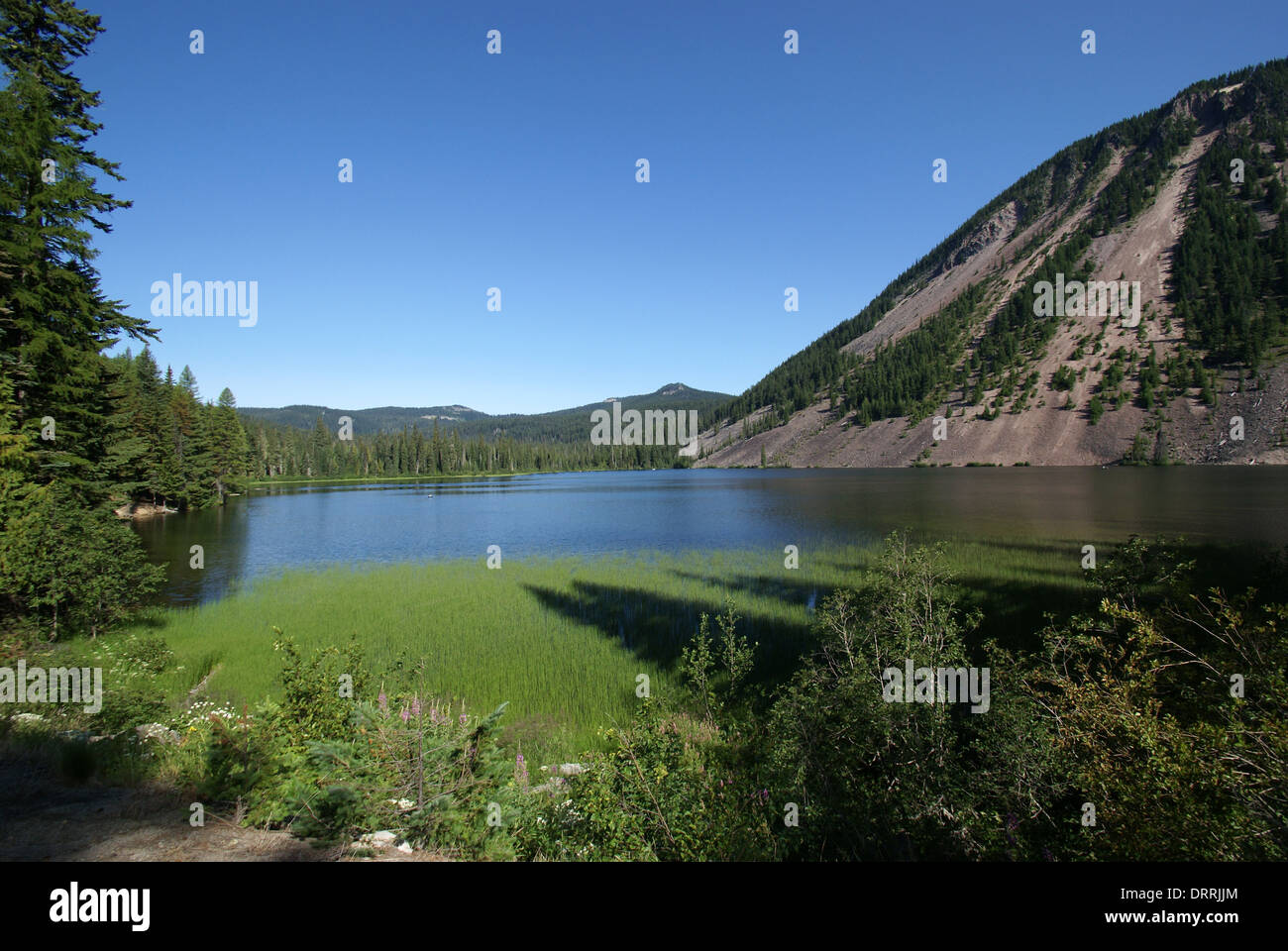 Dog lake hi-res stock photography and images - Alamy