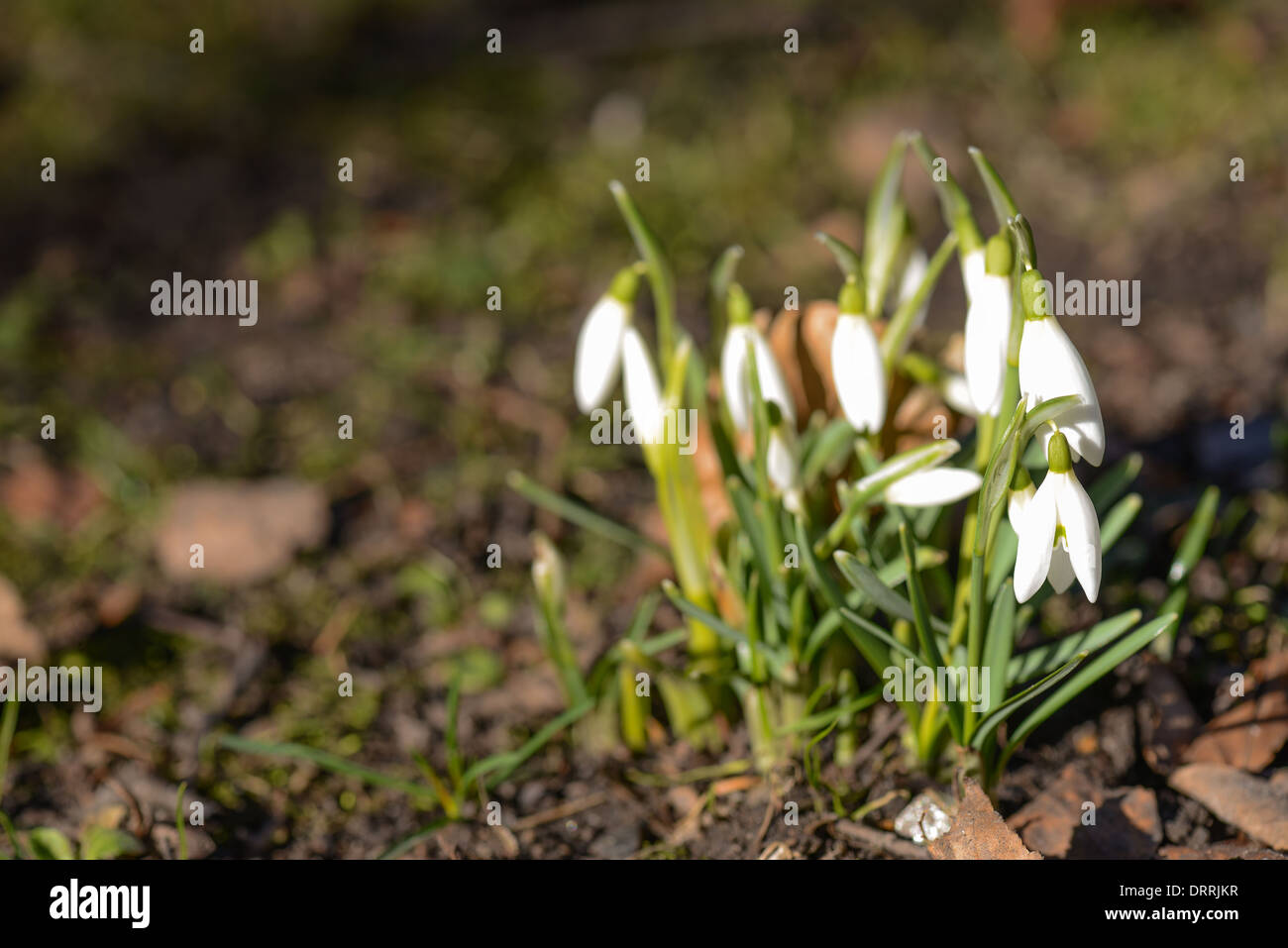 Flowering snowdrop in spring on the forest floor Stock Photo - Alamy