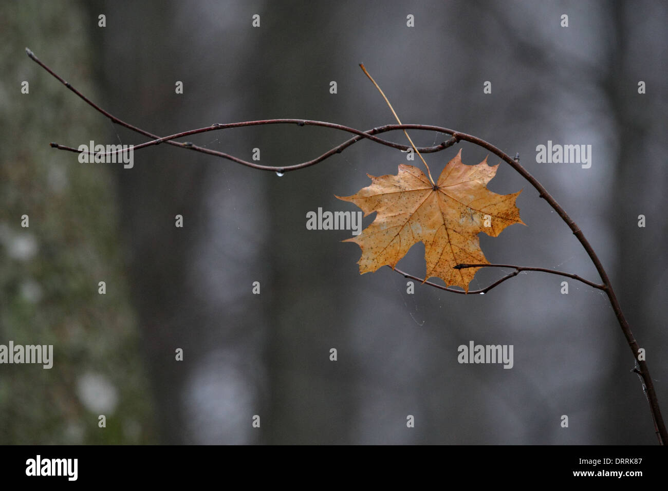 Mapple trees hi-res stock photography and images - Alamy