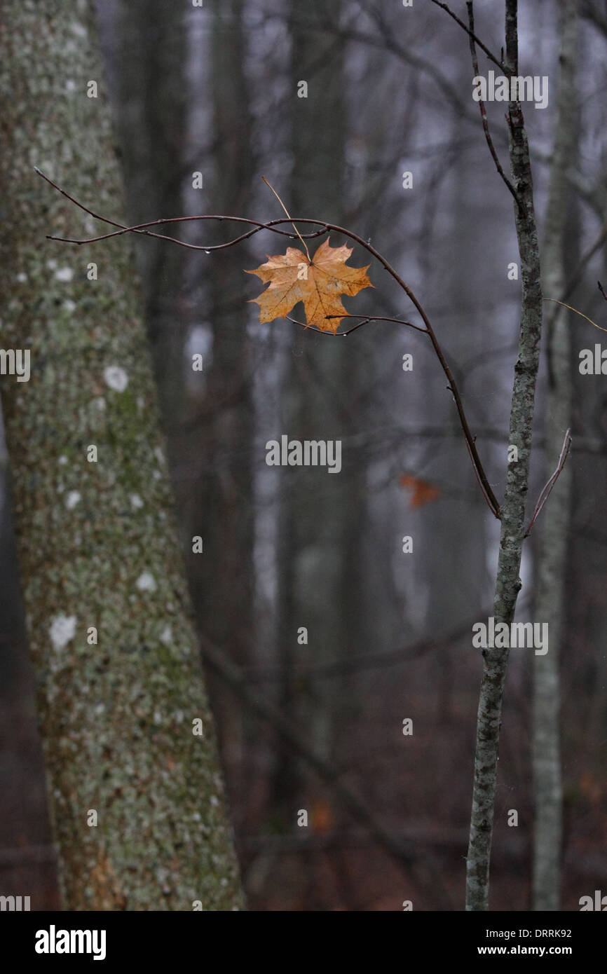 Mapple trees hi-res stock photography and images - Alamy