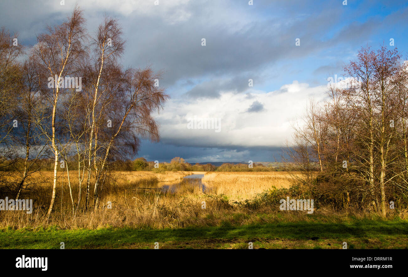 The ham tree hi-res stock photography and images - Alamy