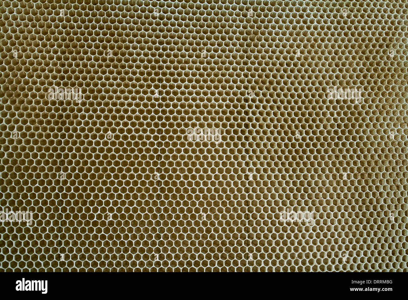 Honeycomb cells honeybee queen worker bees queen bee hi-res stock ...