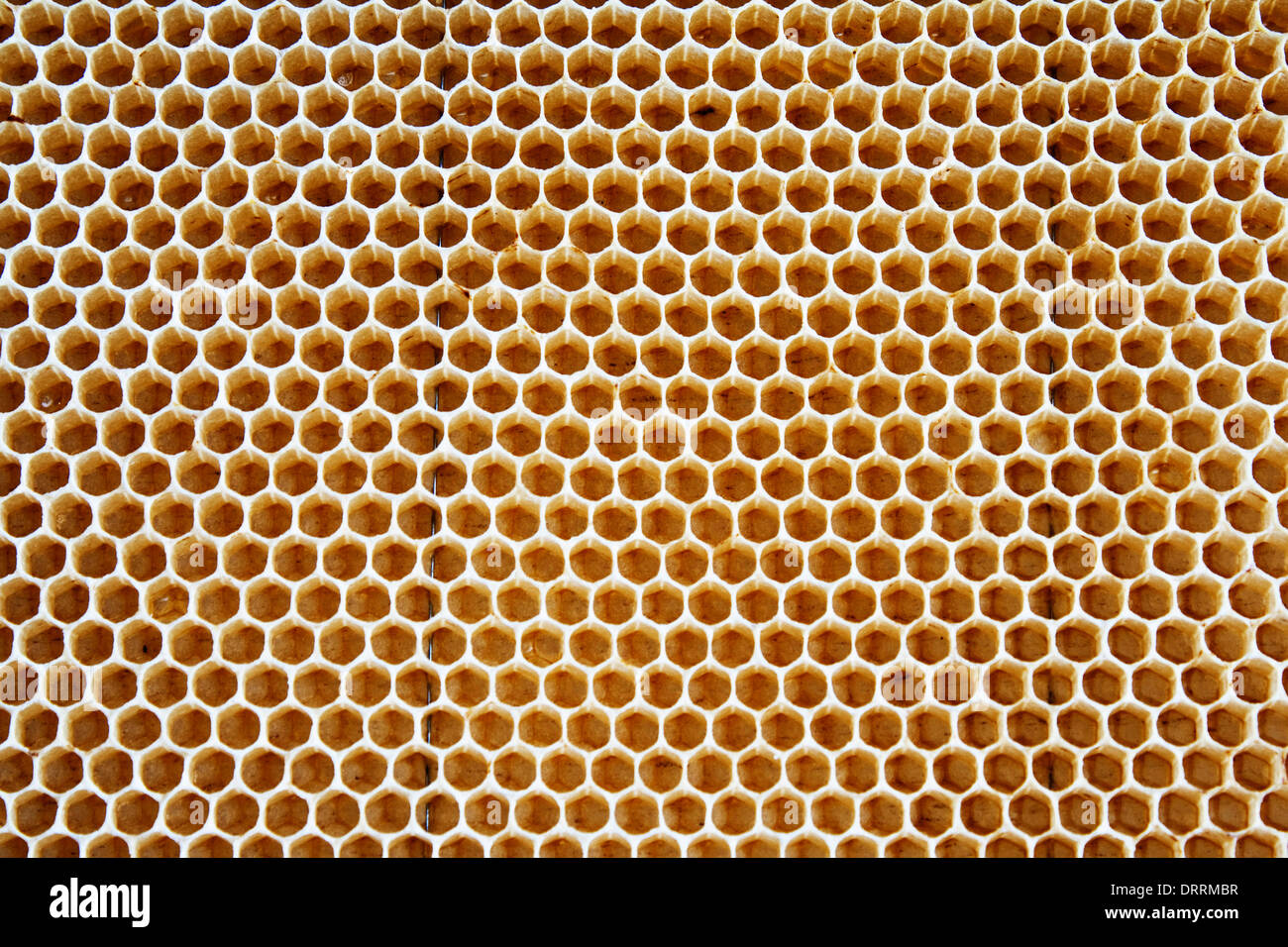 Honeycomb cells pollen queen hi-res stock photography and images - Alamy