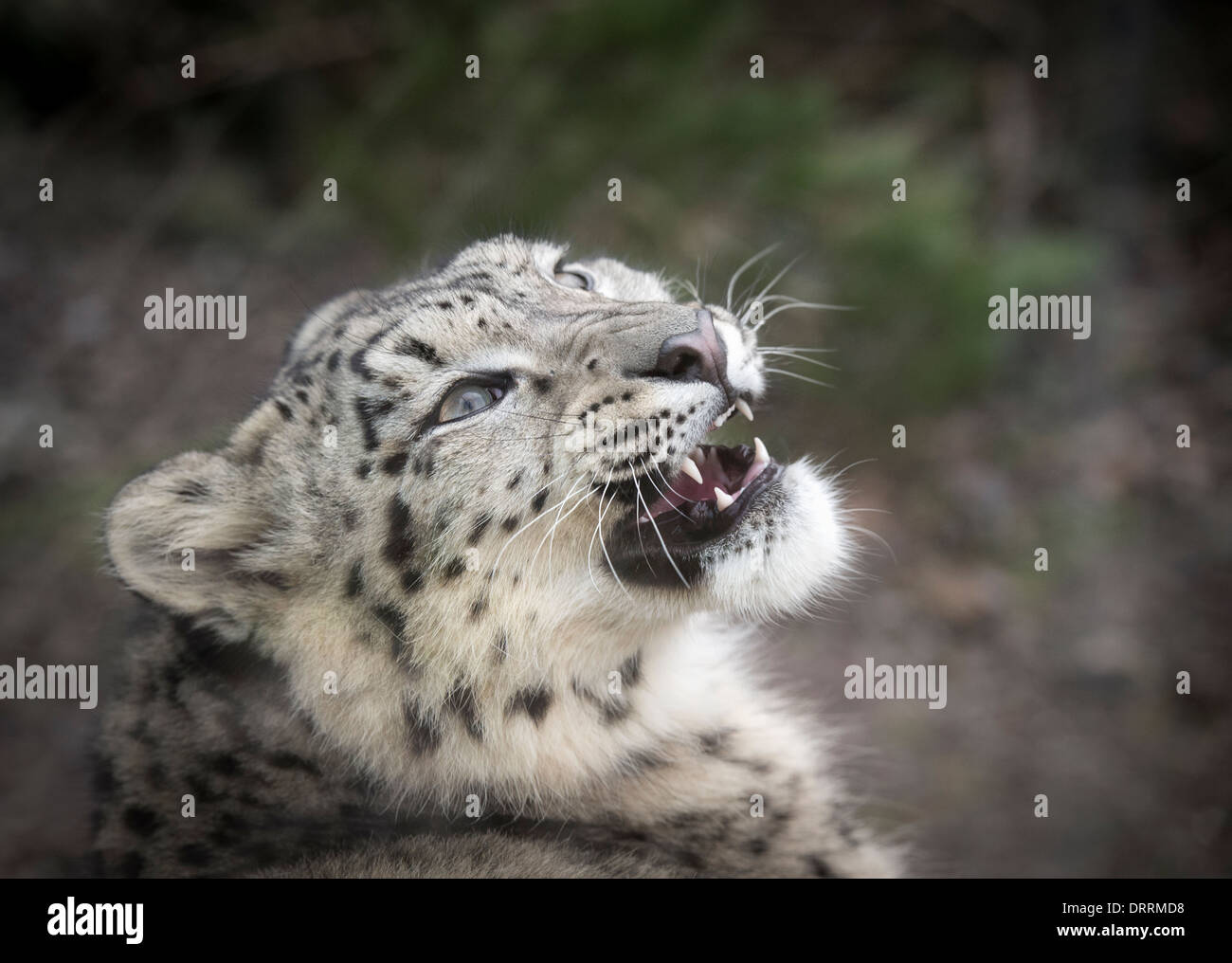 Female snow leopard cub Stock Photo - Alamy
