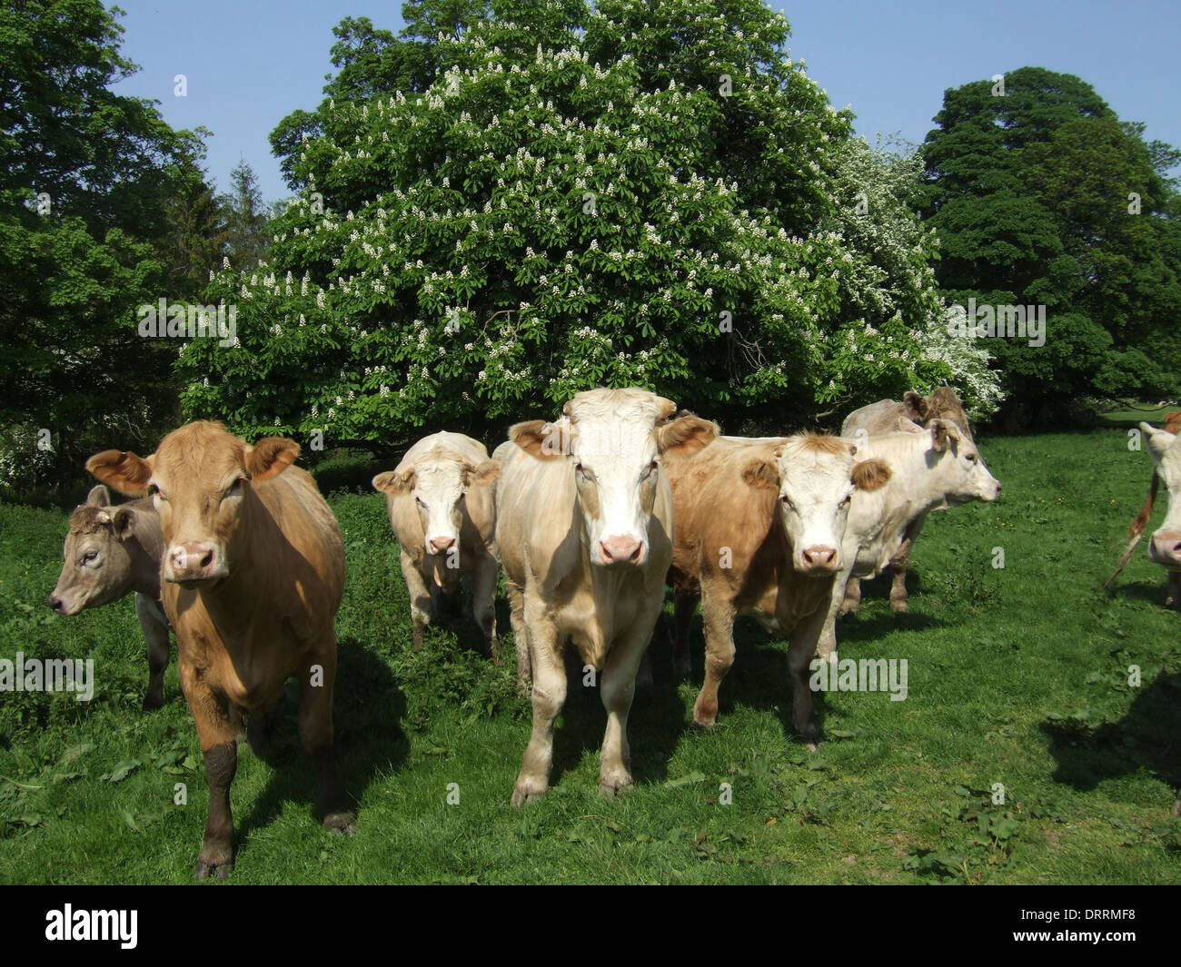 Cow behind a tree hi-res stock photography and images - Alamy