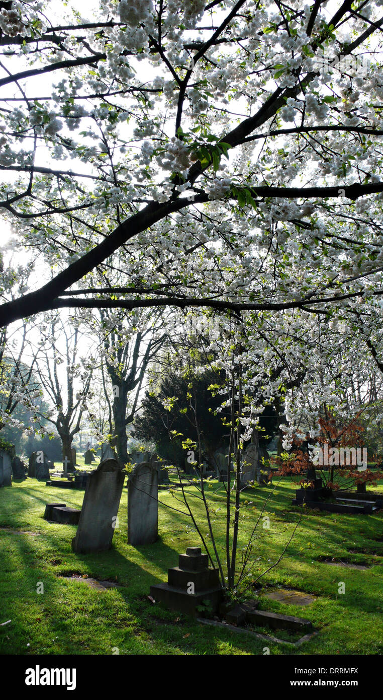 Spring blossom in the park Stock Photo - Alamy