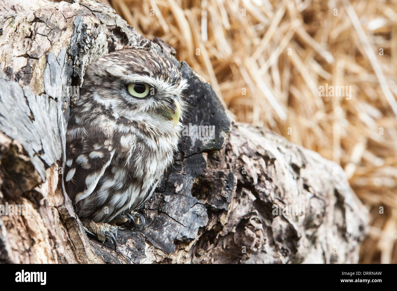 A Little Owl nesting in the hole in a tree trunk Stock Photo - Alamy