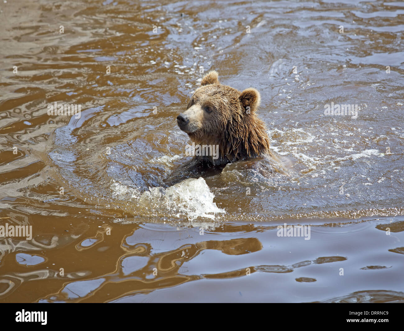 Wash bear hi-res stock photography and images - Alamy