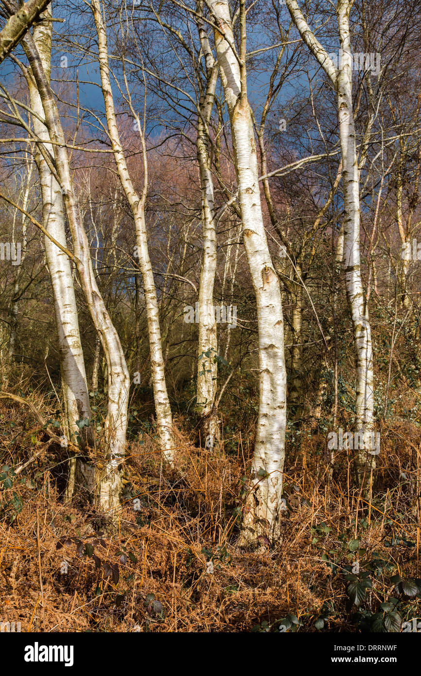 White barked Silver Birch trees Betula pendula in woodland on the ...