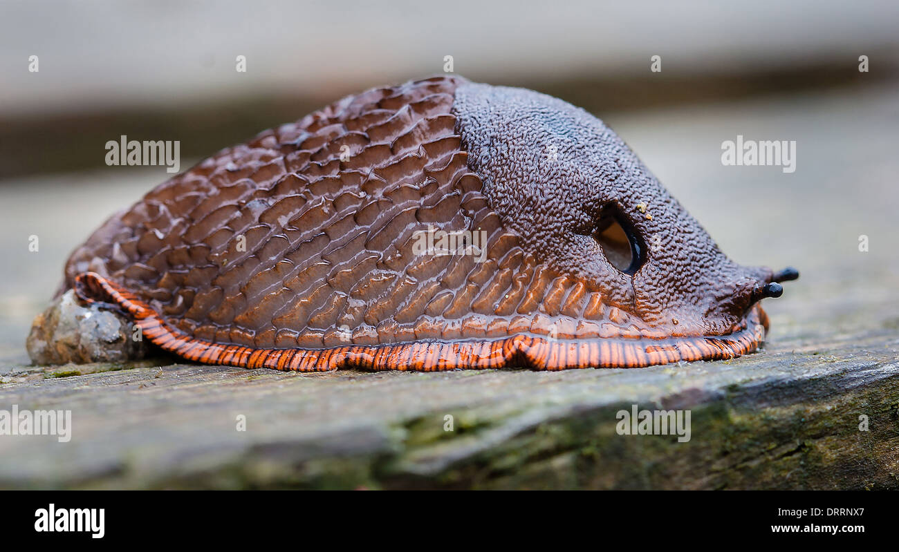 Red Slug Arion rufus showing large pneumostome or breathing hole UK ...