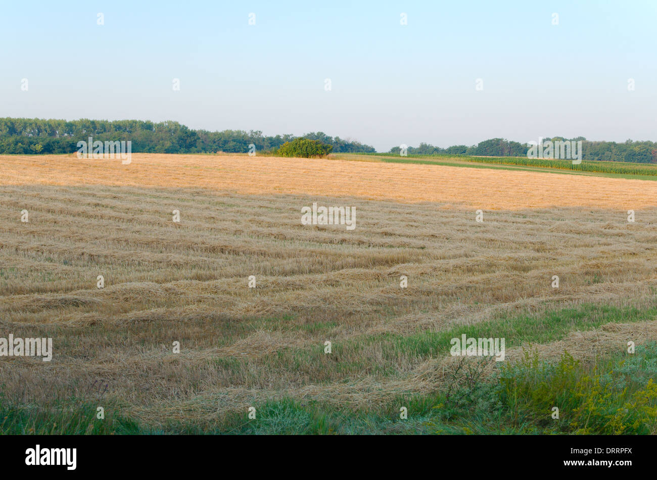 Agriculture land after harvesting hi-res stock photography and images ...