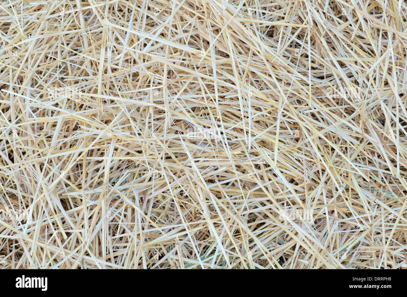 Pile of Straw on the Field after Wheat Harvest Close-up Stock Photo - Alamy