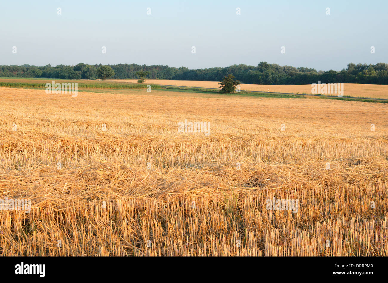 Wheat Stubble Landscape with Corn Field in the Morning Stock Photo - Alamy