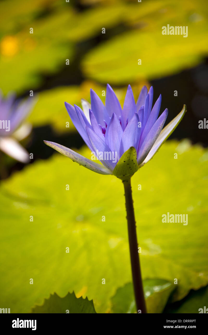 Seerose nymphaea caerulea hi-res stock photography and images - Alamy