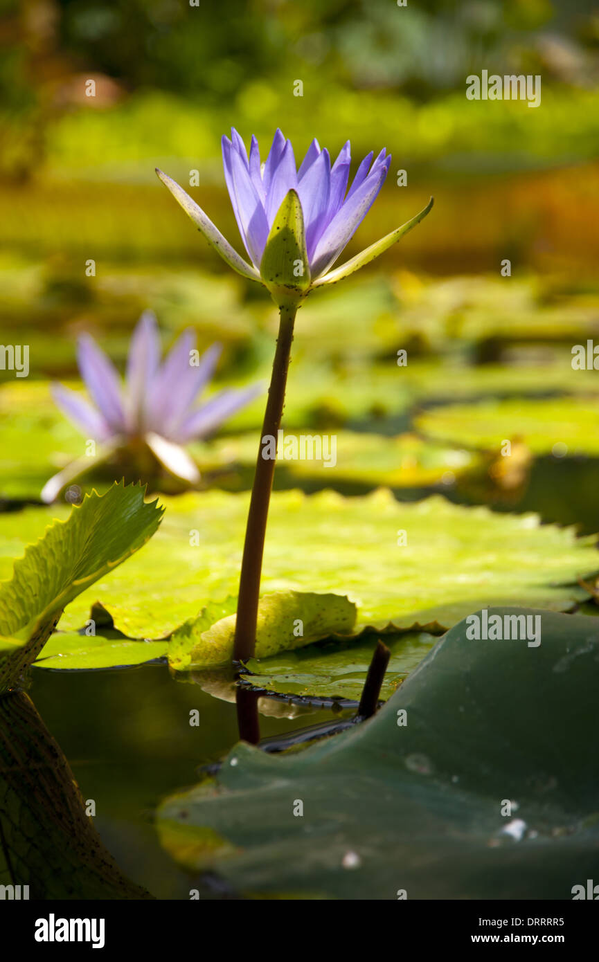 Nymphaea caerulea l hi-res stock photography and images - Alamy