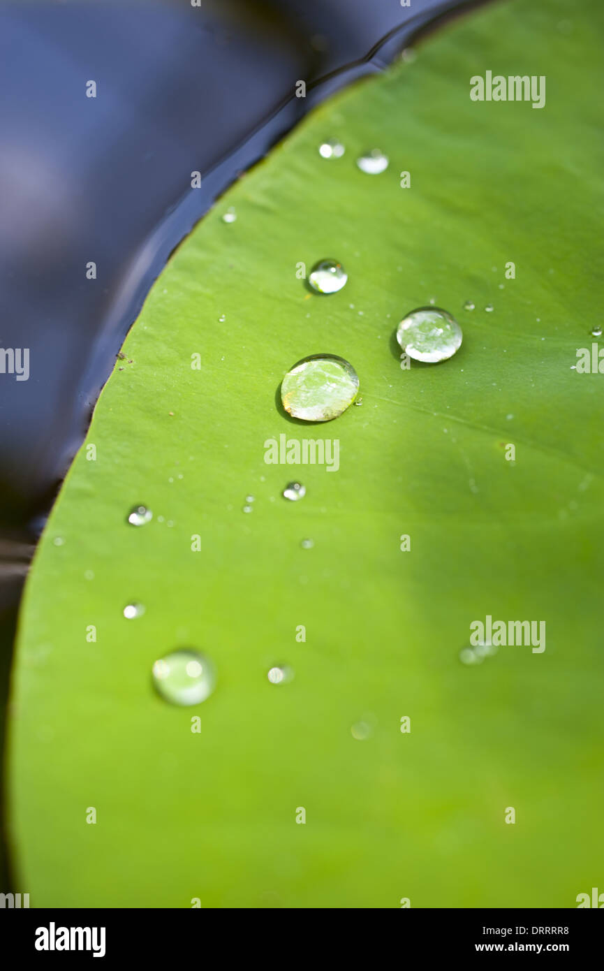 Seerose nymphaea caerulea hi-res stock photography and images - Alamy