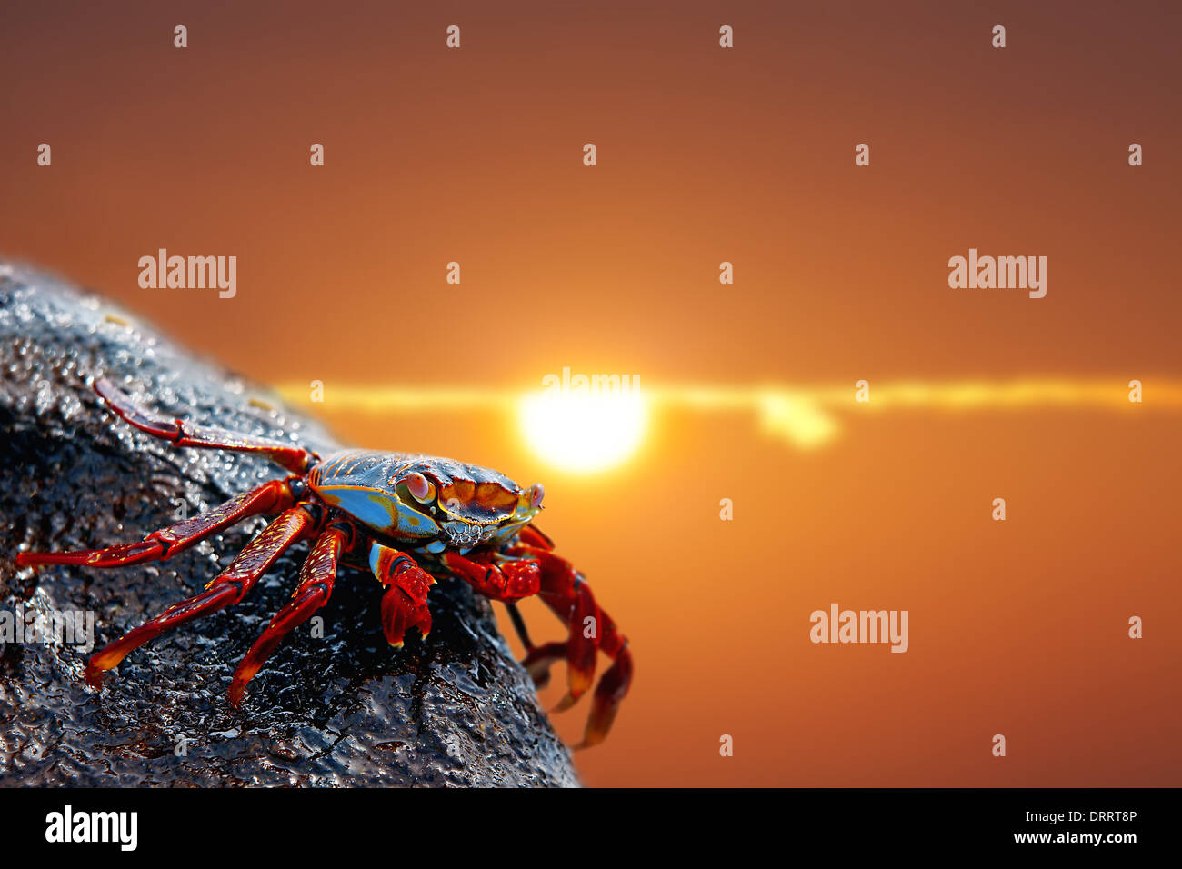 Sally lightfoot crab on Galapagos Stock Photo - Alamy