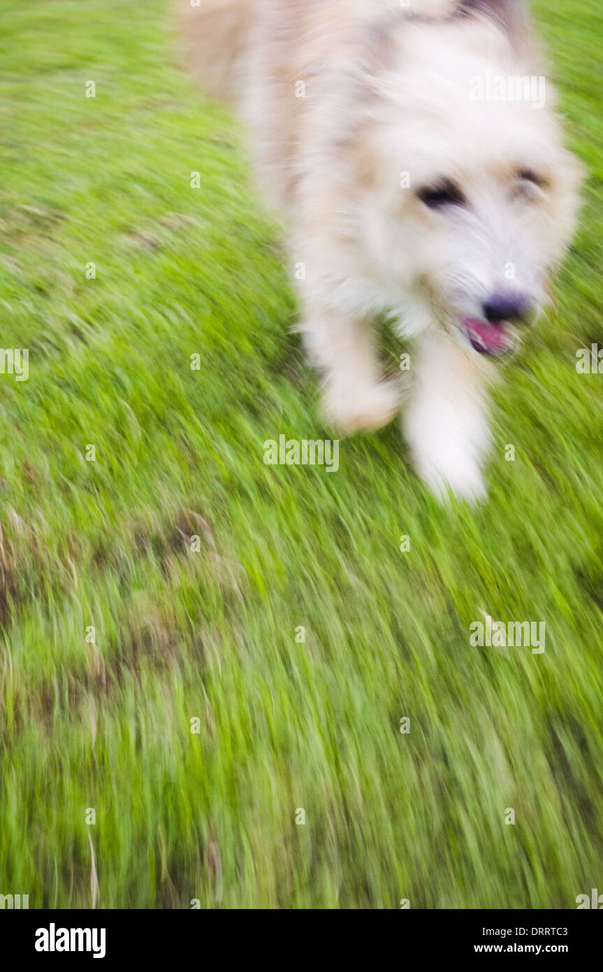 Running dog motion blur hi-res stock photography and images - Alamy