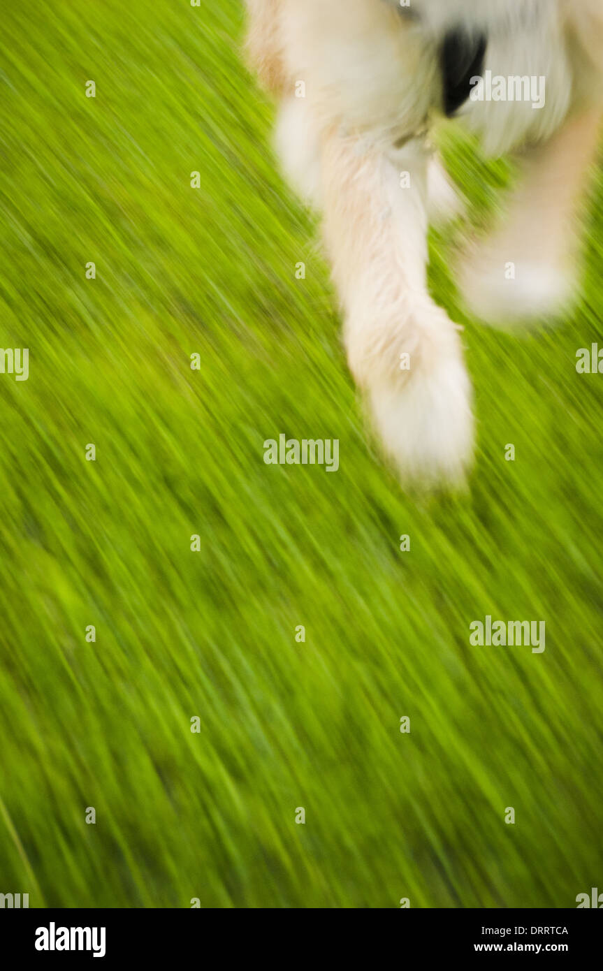 Running dog motion blur hi-res stock photography and images - Alamy