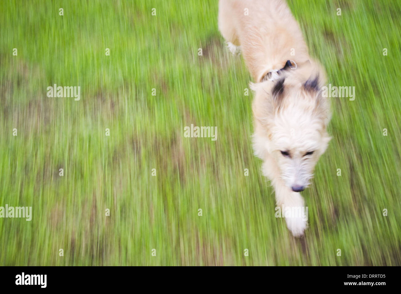 Playful dog running in hi-res stock photography and images - Alamy