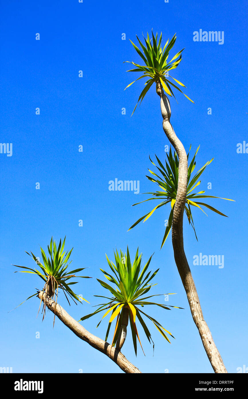 Dracaena tree, bue sky natural background Stock Photo - Alamy
