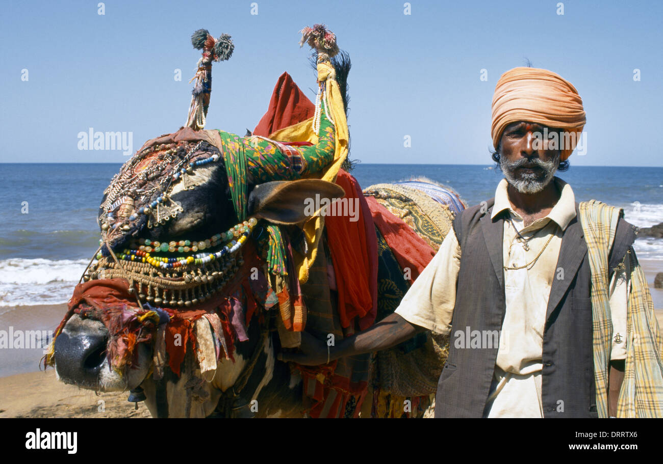 Anjuna Beach Goa India Nandi Bull With Owner Stock Photo - Alamy
