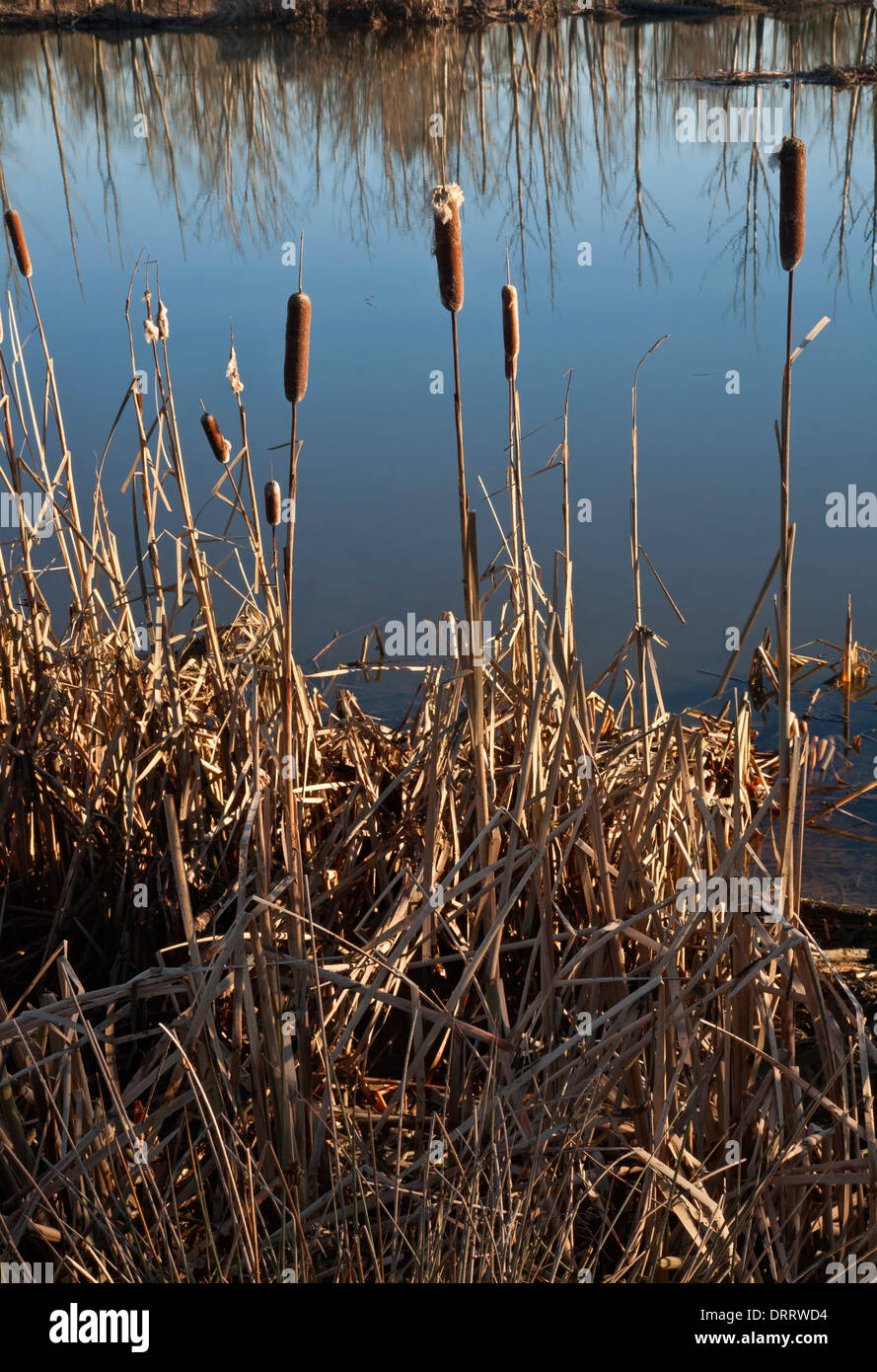 Cattails hi-res stock photography and images - Alamy