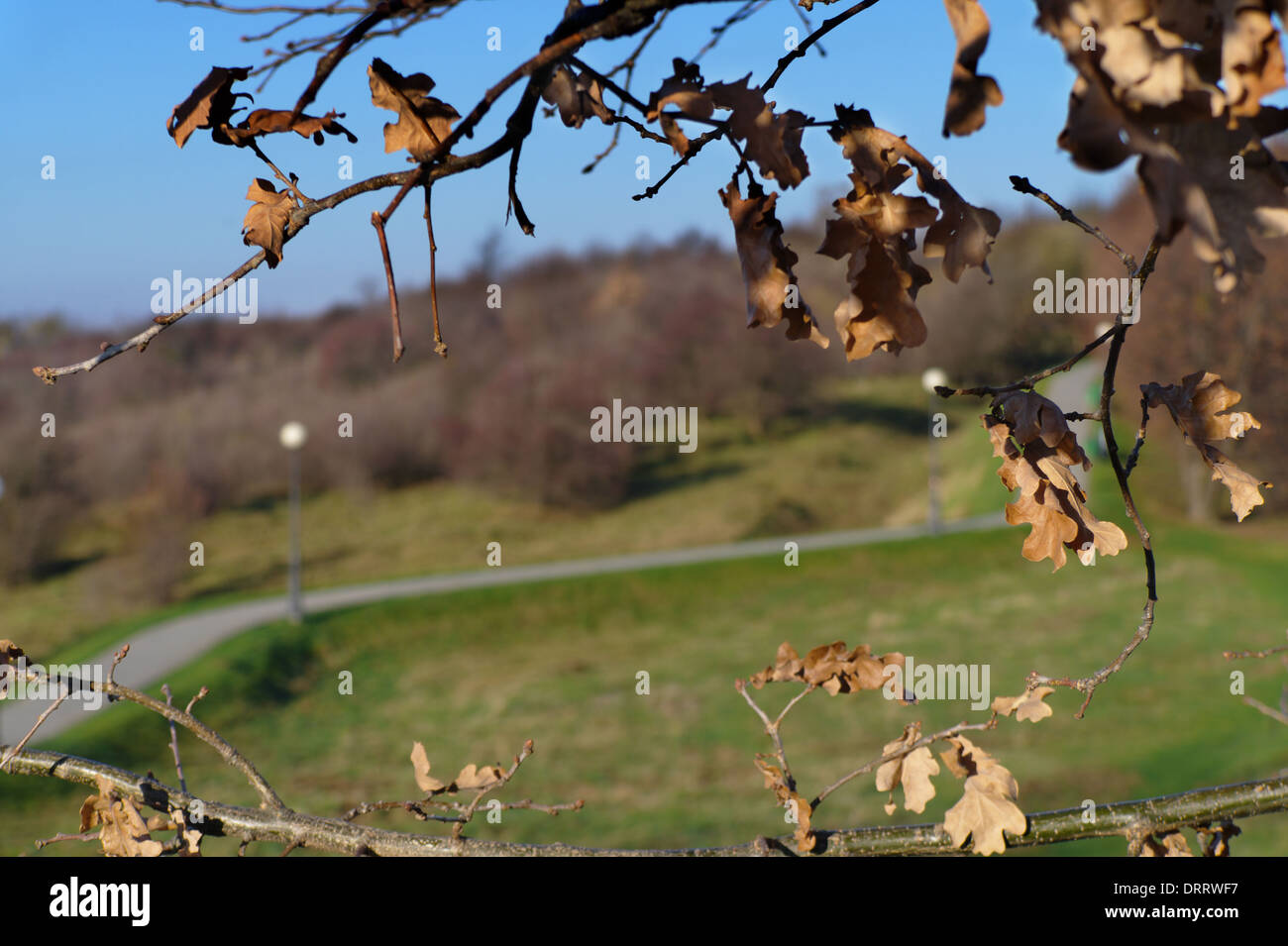 view from tree Stock Photo - Alamy