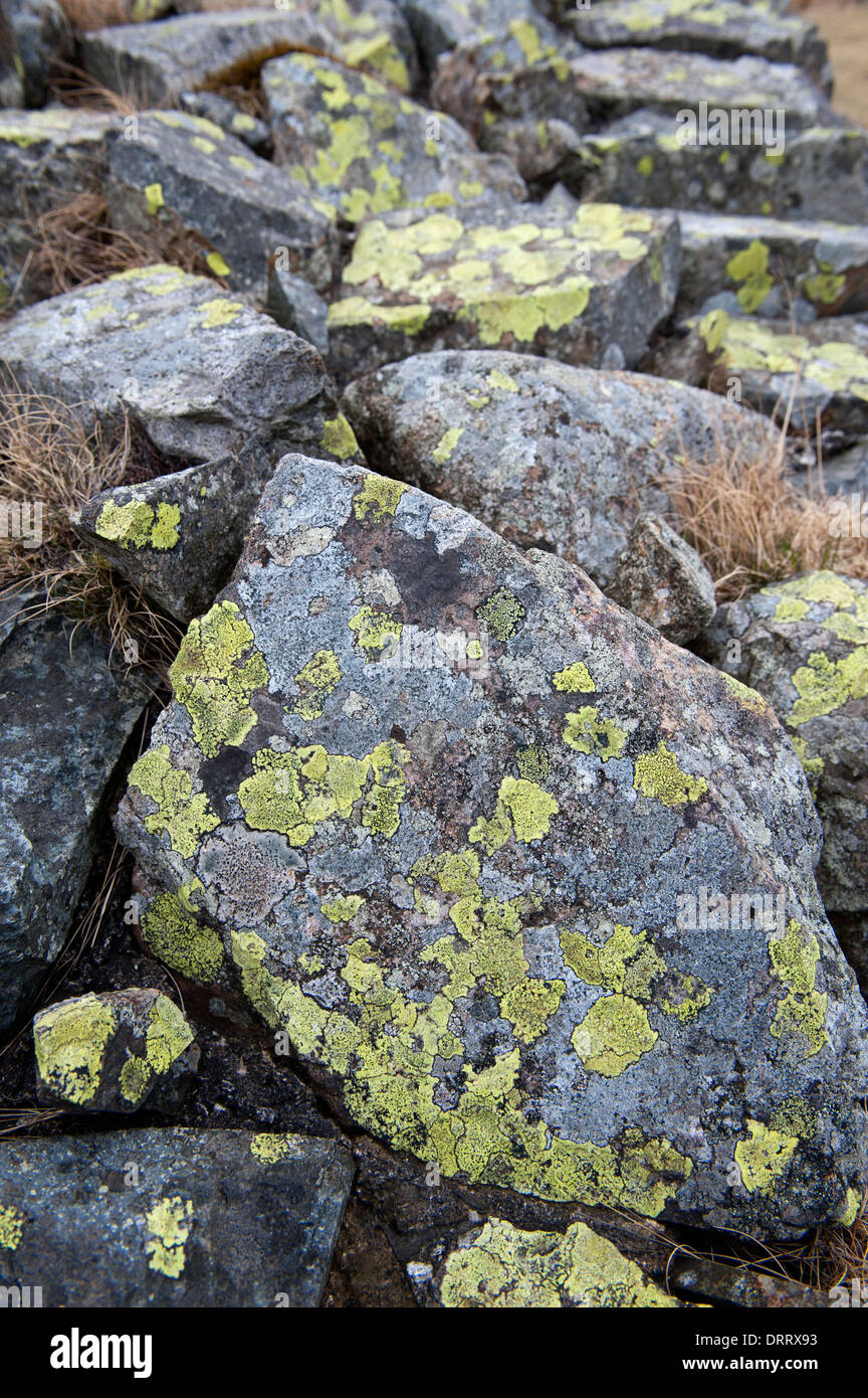 Various lichen on stone hi-res stock photography and images - Alamy