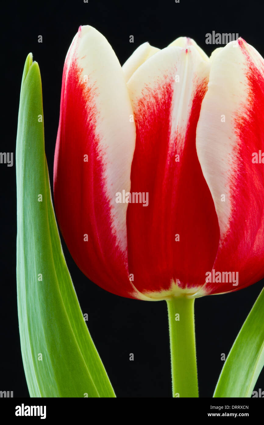 Tulipa vertical hi-res stock photography and images - Alamy